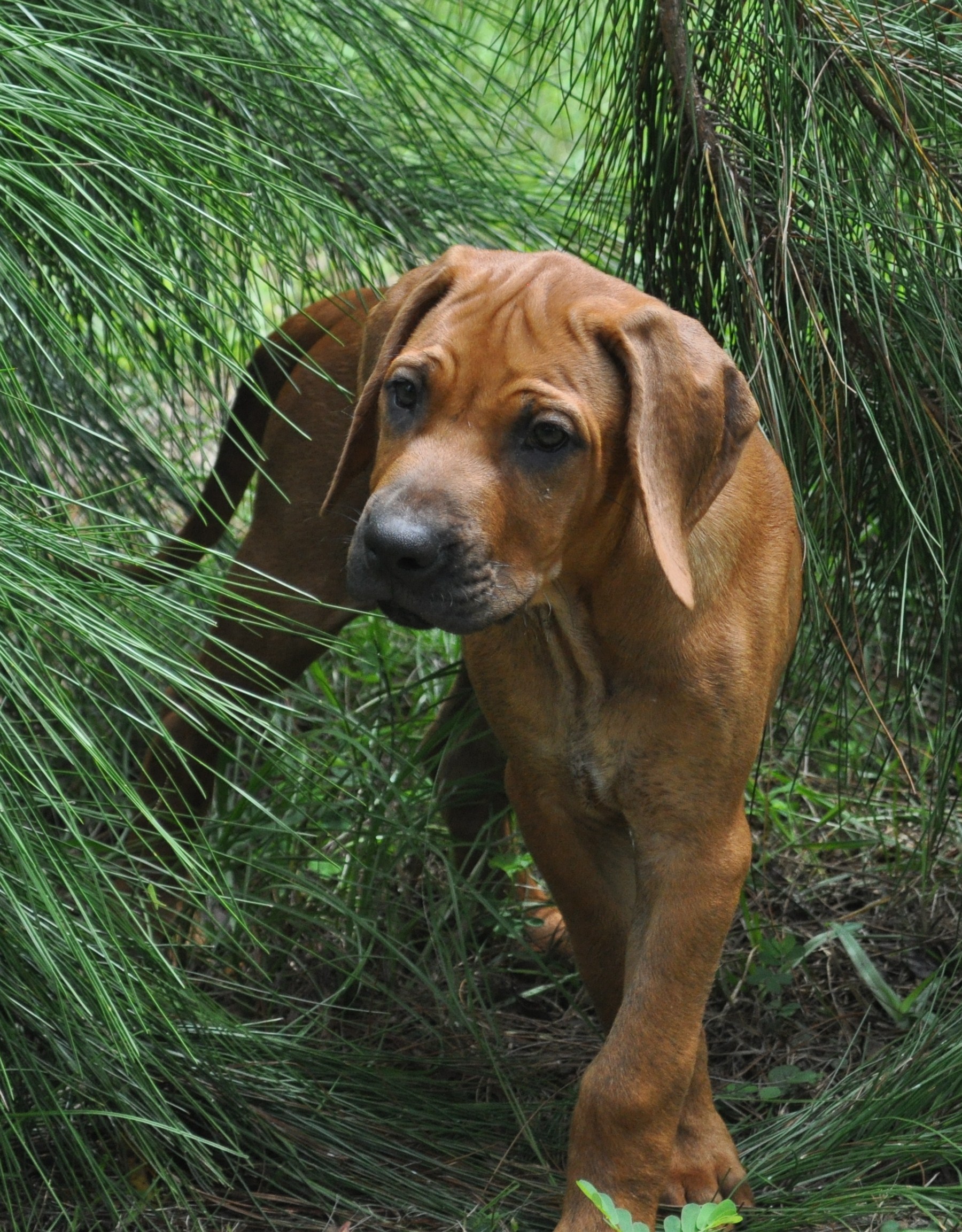 Rhodesian Ridgebacks Ready for Fun! | Sharon Vanderlip